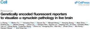 Cell | Peng Cao’s Laboratory Develops a Novel Probe System to Unlock a ...