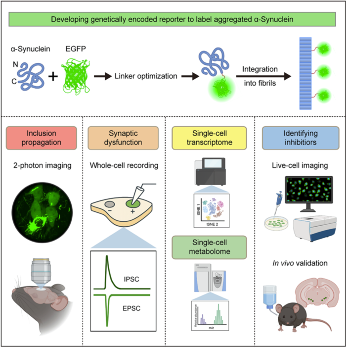 Cell | Peng Cao’s Laboratory Develops a Novel Probe System to Unlock a ...